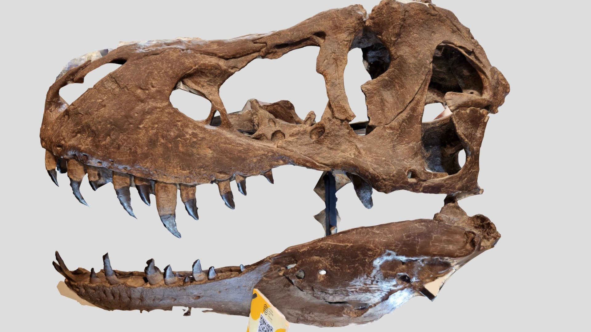 Trex dinosaur - 3D model by BYSA (@3DBYSA) [c9565f2] - Sketchfab