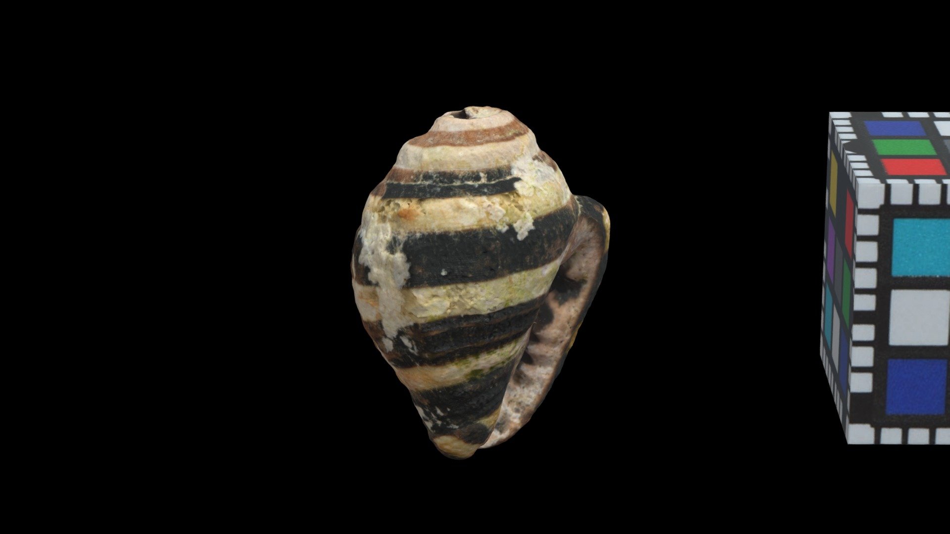 ノシガイ Striped Engin, Engina mendicaria - Download Free 3D model by ffish ...