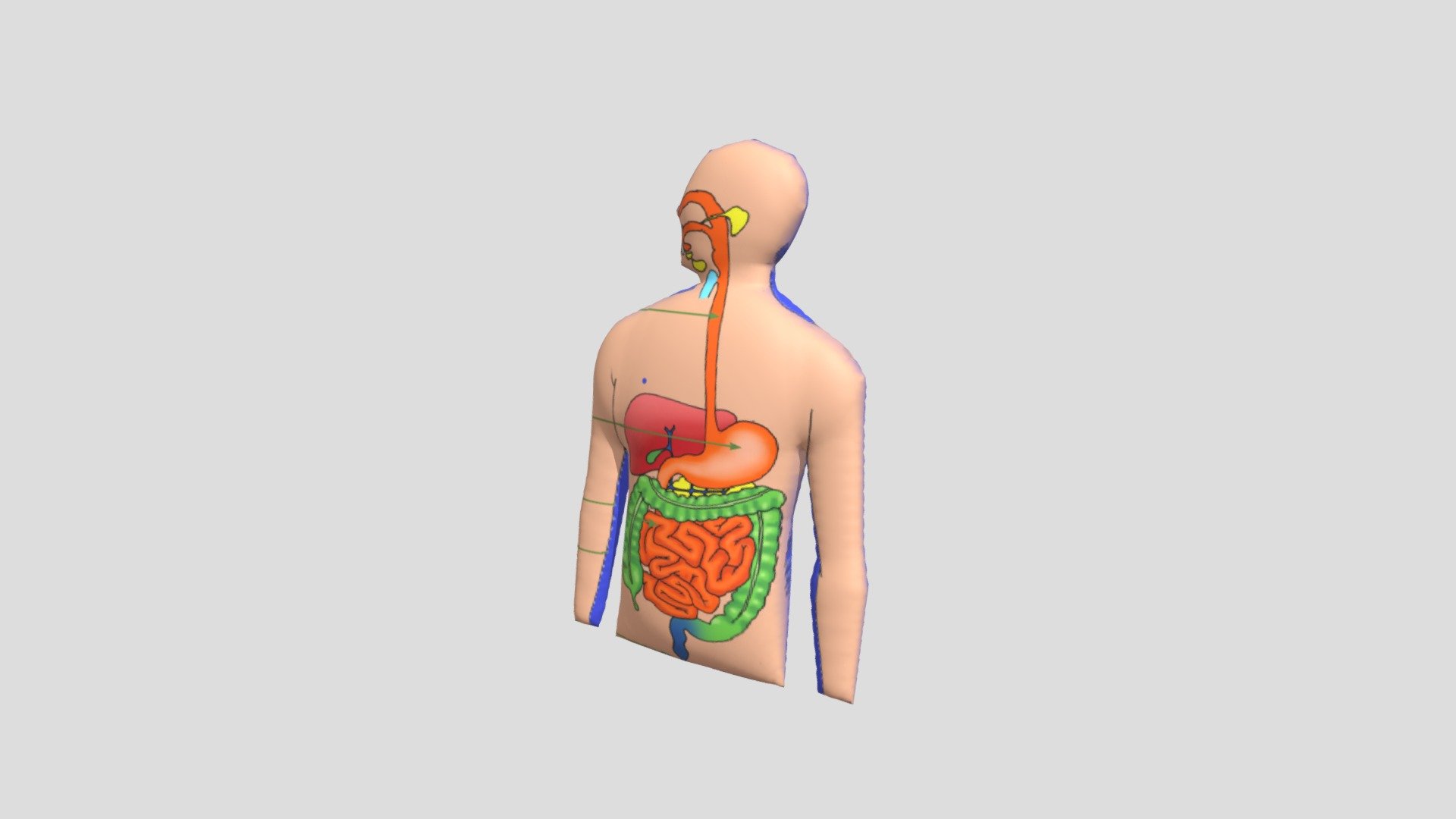 Organ Manusia 3d - 3D model by adel.ed [c95fb26] - Sketchfab