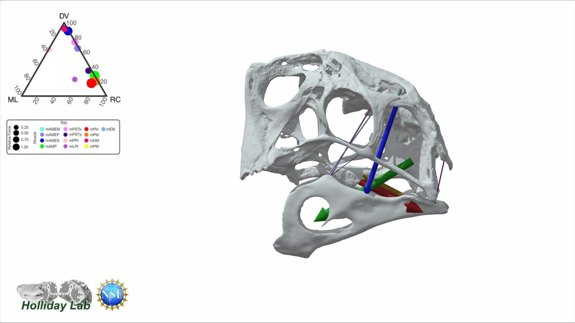 3D Jaw Muscle vectors of Citipati osmolskae - 3D model by Holliday Lab ...