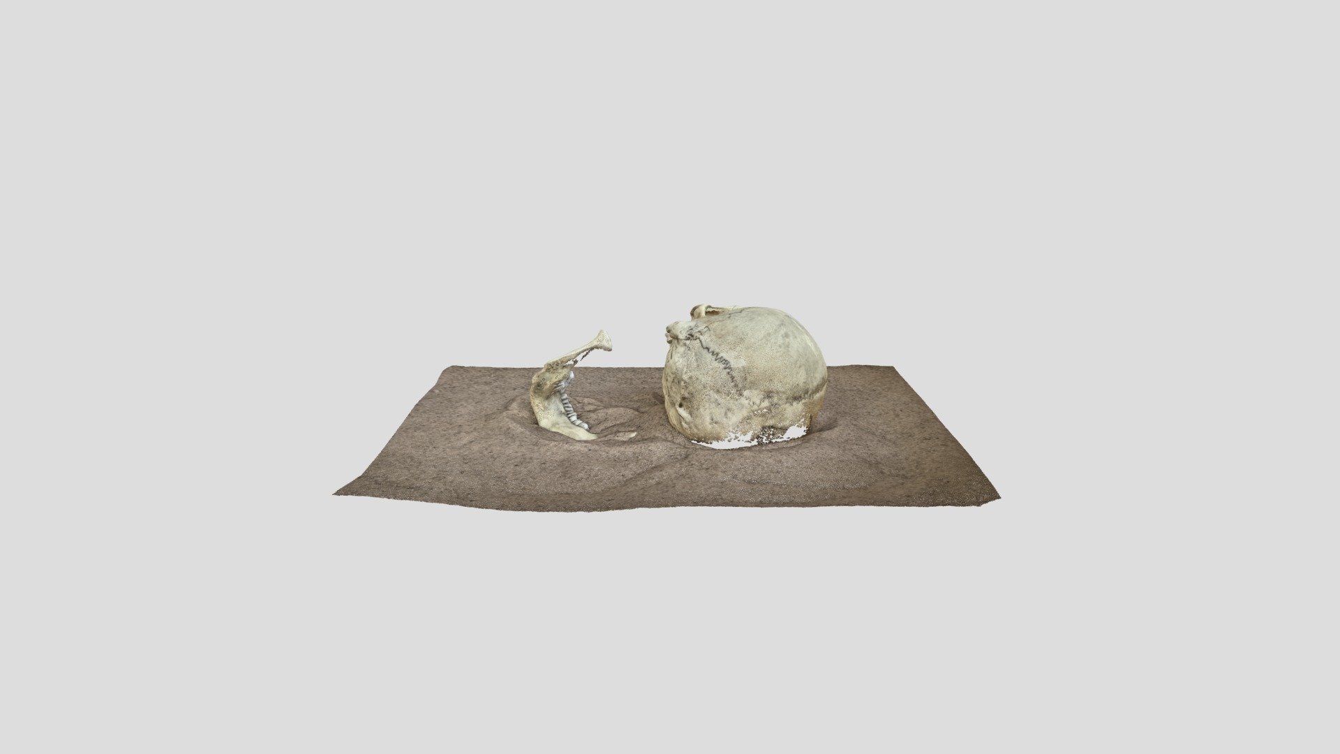 Skull Photogrammetry - Download Free 3D model by Recon-3D [c96dd8b ...