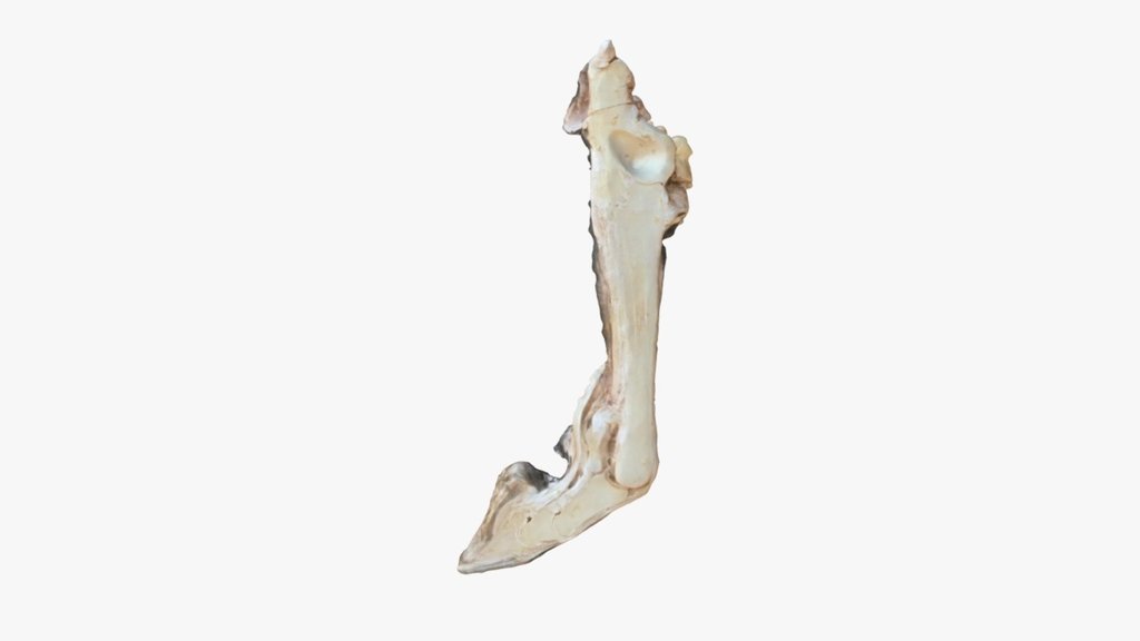 Horse distal limb - 3D model by jc196643 [c973cff] - Sketchfab