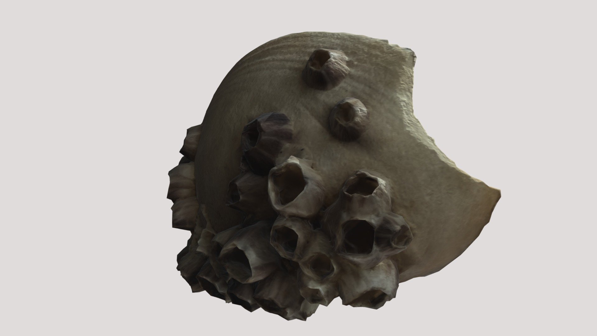 Seashell - Al-Jazirah Al Hamra, RAK, UAE - 3D model by Zlatan.Filipovic ...