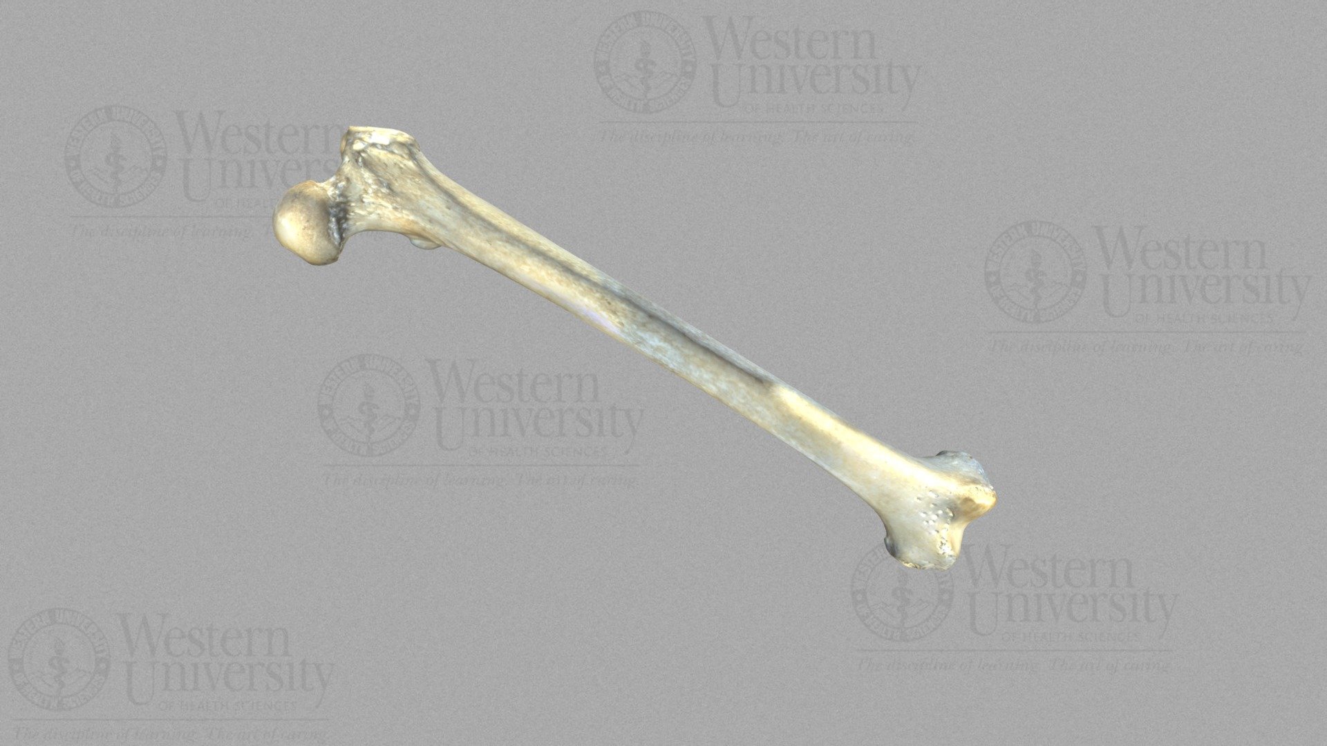 Femur - Left Human - 3D model by WesternU3D [c97e4c4] - Sketchfab
