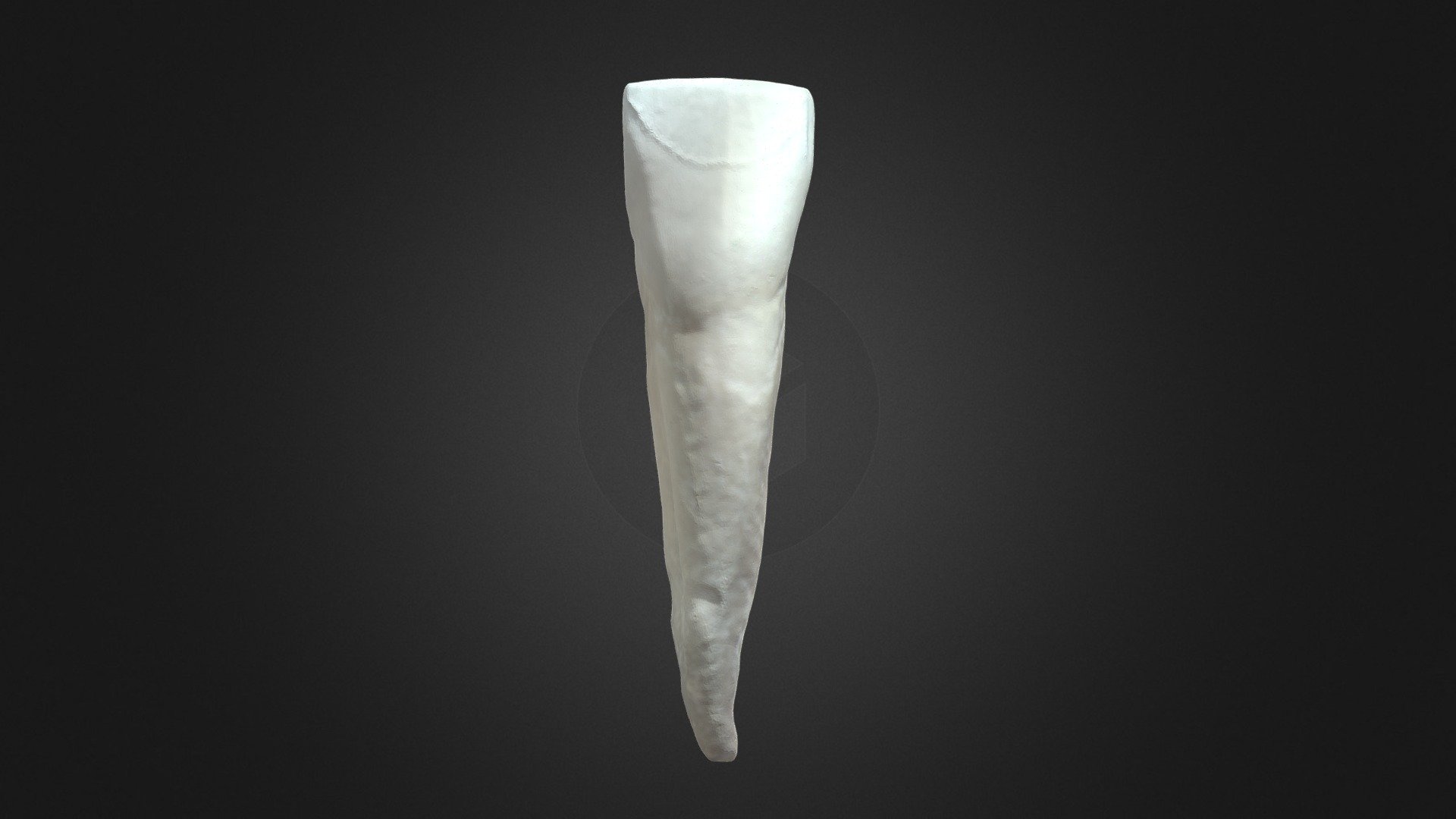 Dente 32 - Lower Left Lateral Incisor (ID 32b) - Download Free 3D model ...
