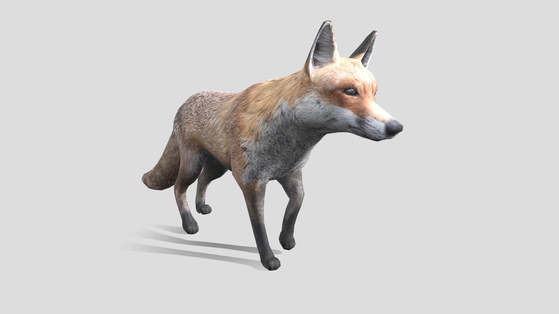 Fox_v01_high - 3D model by Farago [c980cb0] - Sketchfab