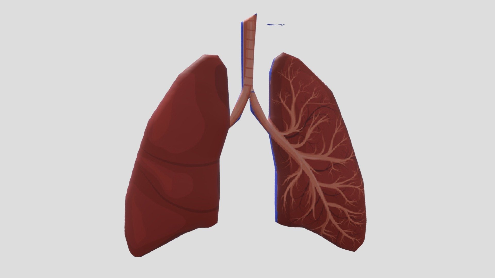 FISIOLOGI PARU - PARU - Download Free 3D model by rimatrices94 [c988979 ...