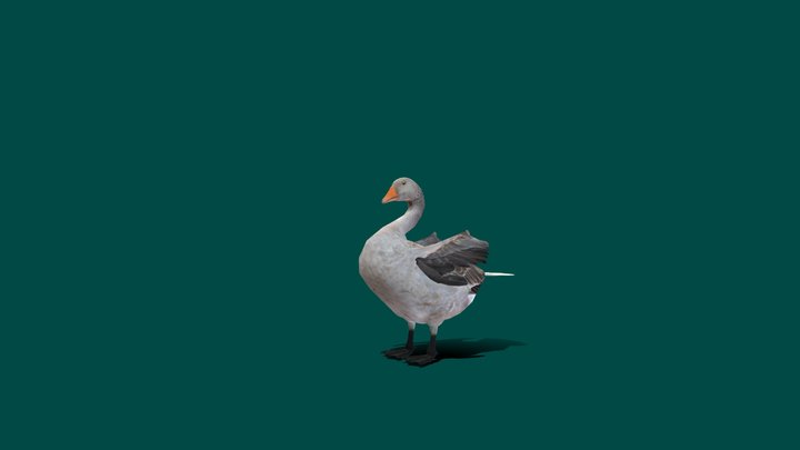 Shelduck 3D models - Sketchfab