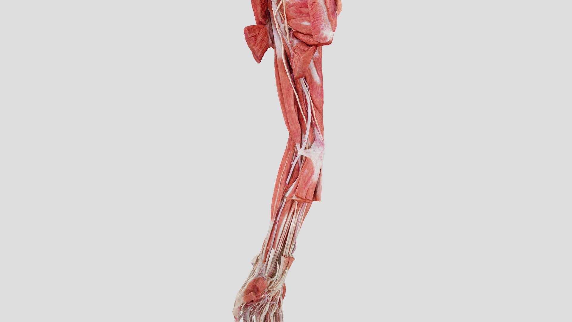 Upper limb - 3D model by kucharm [c988d91] - Sketchfab