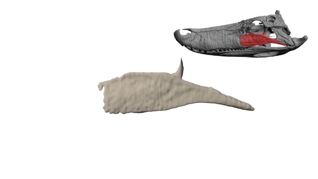 Alligator Jugal - Download Free 3D model by Holliday Lab (@holliday ...
