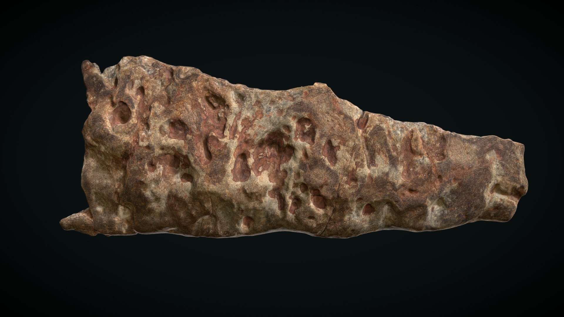 OPH2028 Carcharodontosaurid maxilla - 3D model by OPHIS (@ophismuseum ...