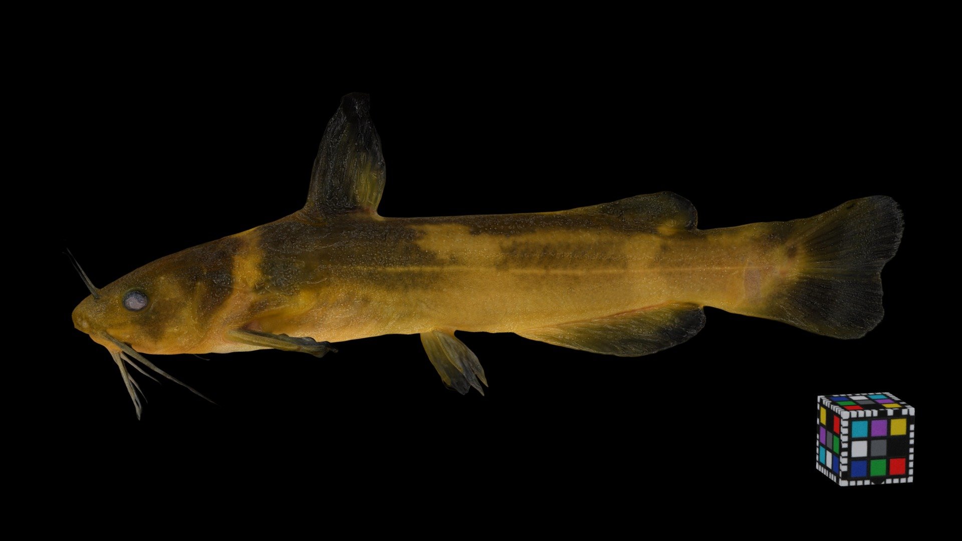 アリアケギバチ Stream Catfish, Pseudobagrus aurantiacus - Download Free 3D ...