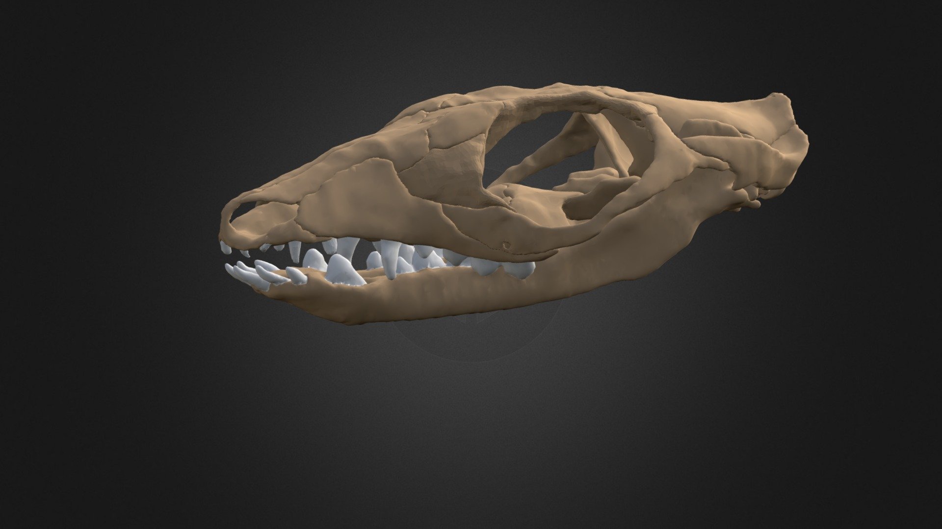 Probainognathus sp - 3D model by slautenschlager [c996d7c] - Sketchfab