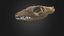 Probainognathus sp - 3D model by slautenschlager [c996d7c] - Sketchfab