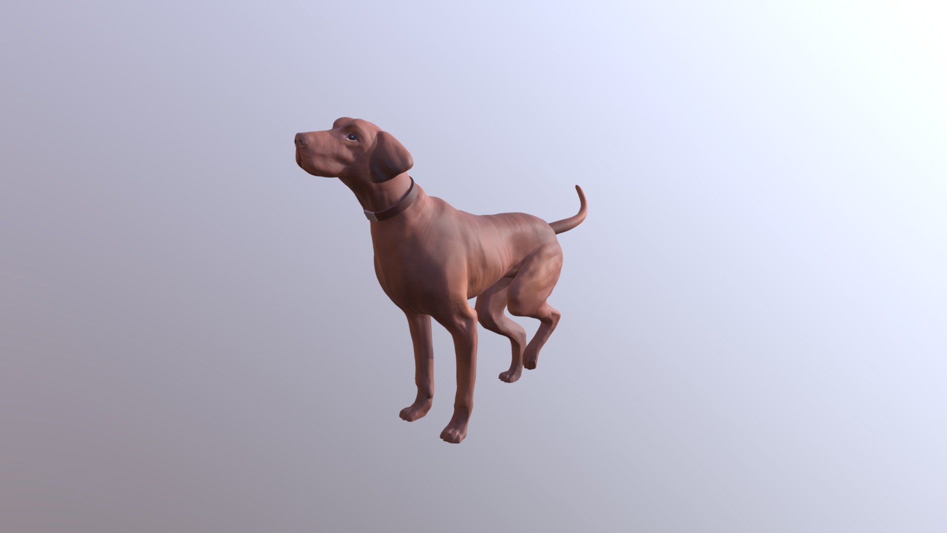 451 dog - Hungarian Vyzhla, Hungarian Pointer - 3D model by 3dcopyme ...