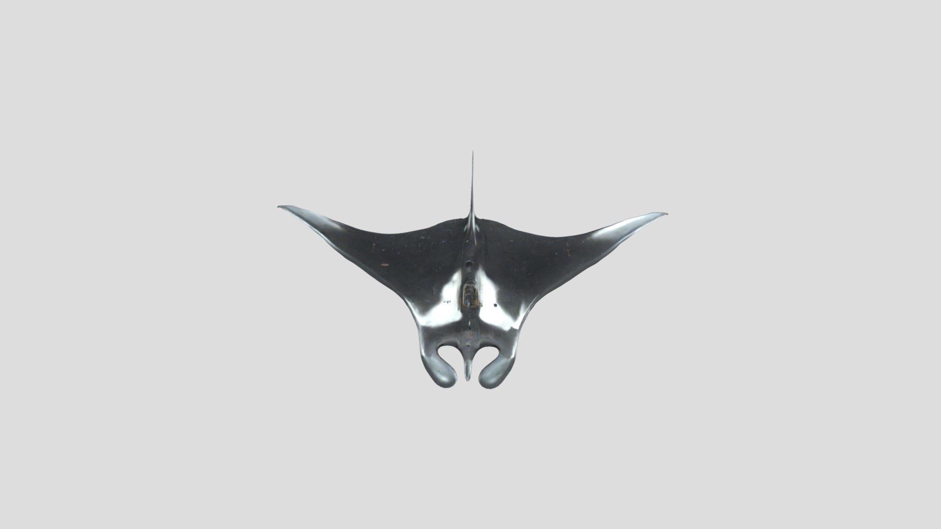 Manta Ray - Download Free 3D model by Chenzoss [c9989ab] - Sketchfab