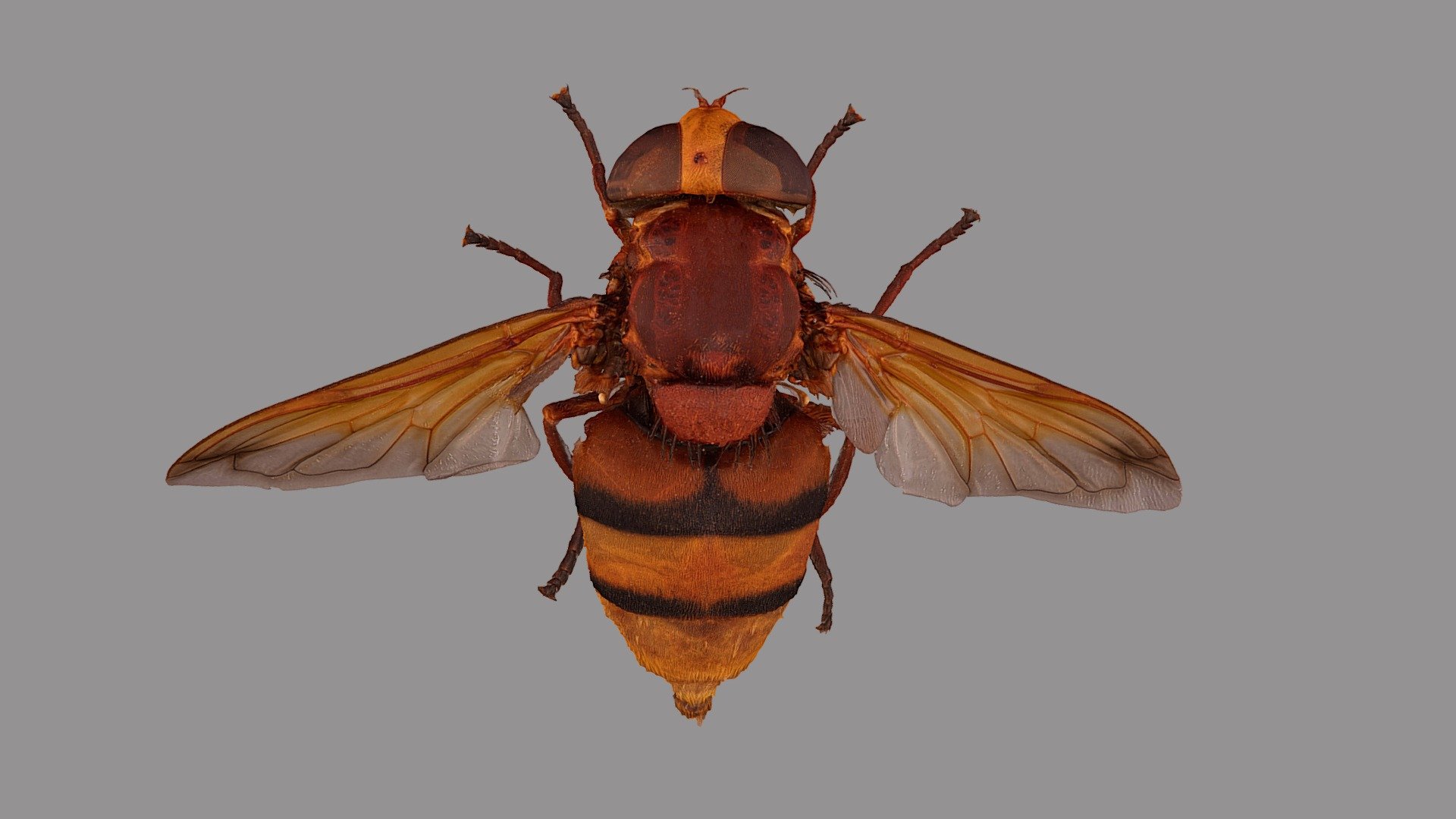 Volucella zonaria - 3D model by VirNat [c99a0b3] - Sketchfab