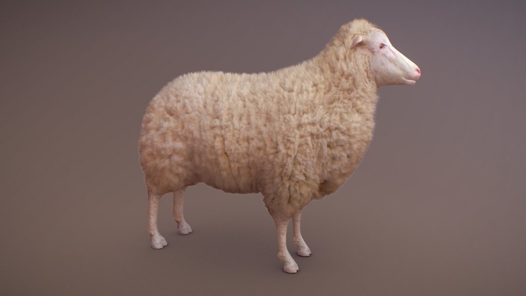 sheep - A 3D model collection by andromedaxie - Sketchfab