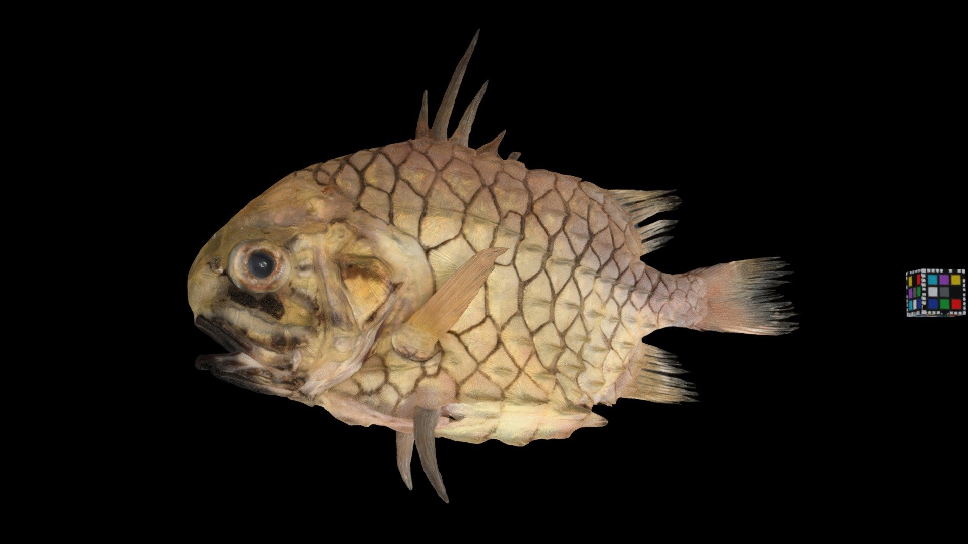 マツカサウオ 🐟 Pinecone Fish, Monocentris japonica - 3D model by ffish.asia ...