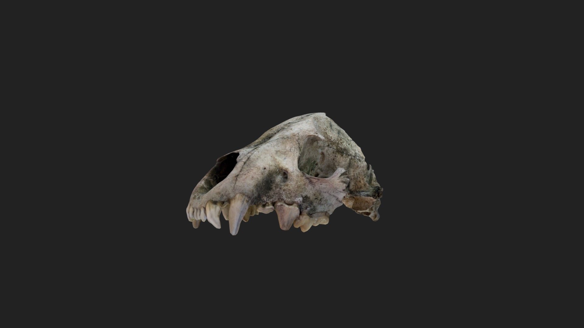 Old Spotted Hyena Skull - with STL File - Buy Royalty Free 3D model by ...