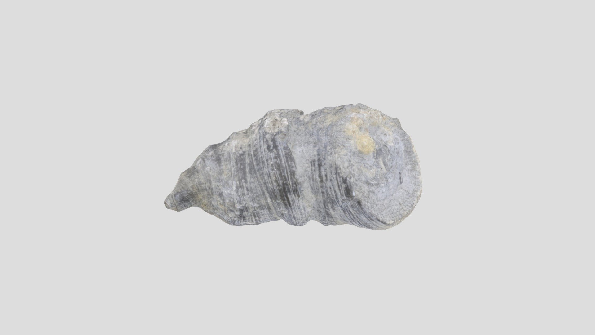 fossil sample 303 - Download Free 3D model by UTSC DPES (@Daxberger ...