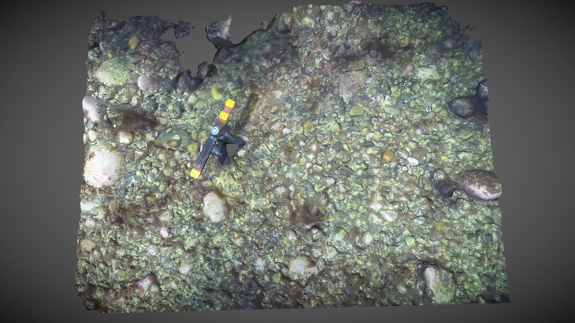 Mussel Bed - 3D model by Tato.PM [c9afed4] - Sketchfab