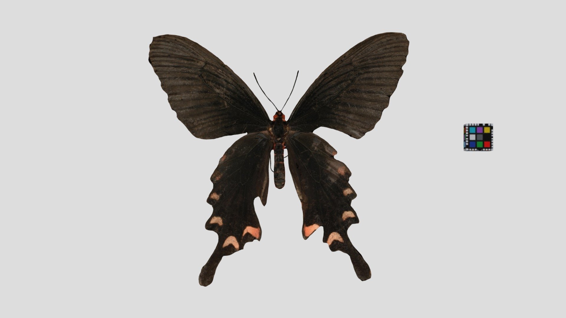ジャコウアゲハ 🦋 Chinese Windmill, Byasa alcinous - Download Free 3D model by ffish.asia / floraZia.com ...