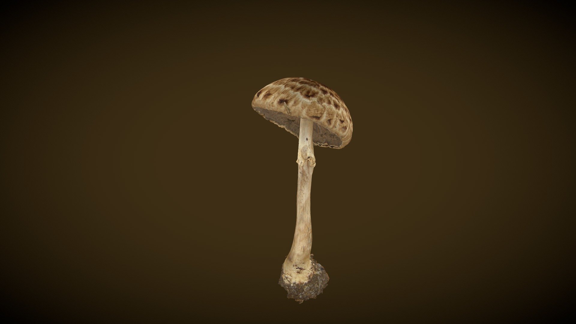 Agaricus sp. - Real fungus 3D scan - Download Free 3D model by Vincent ...