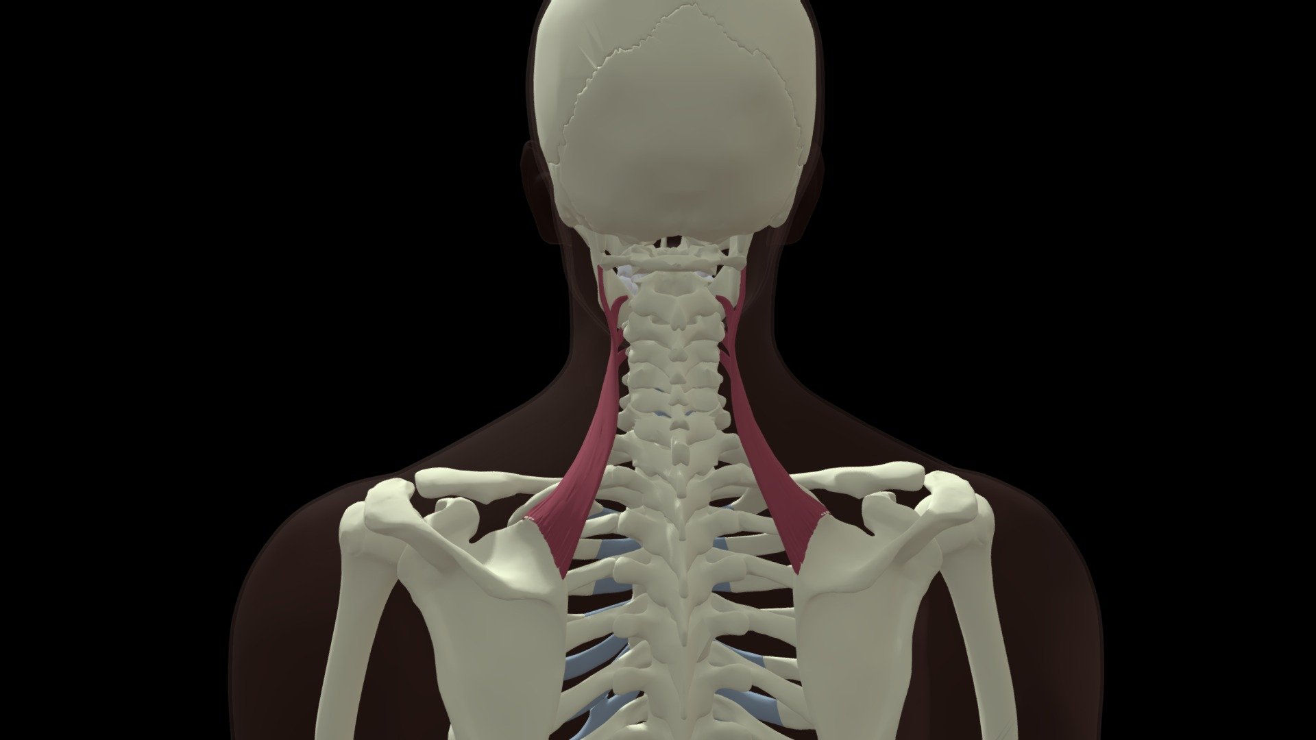 Levator Scapulae - Download Free 3D model by Anatomary [c9ba268 ...