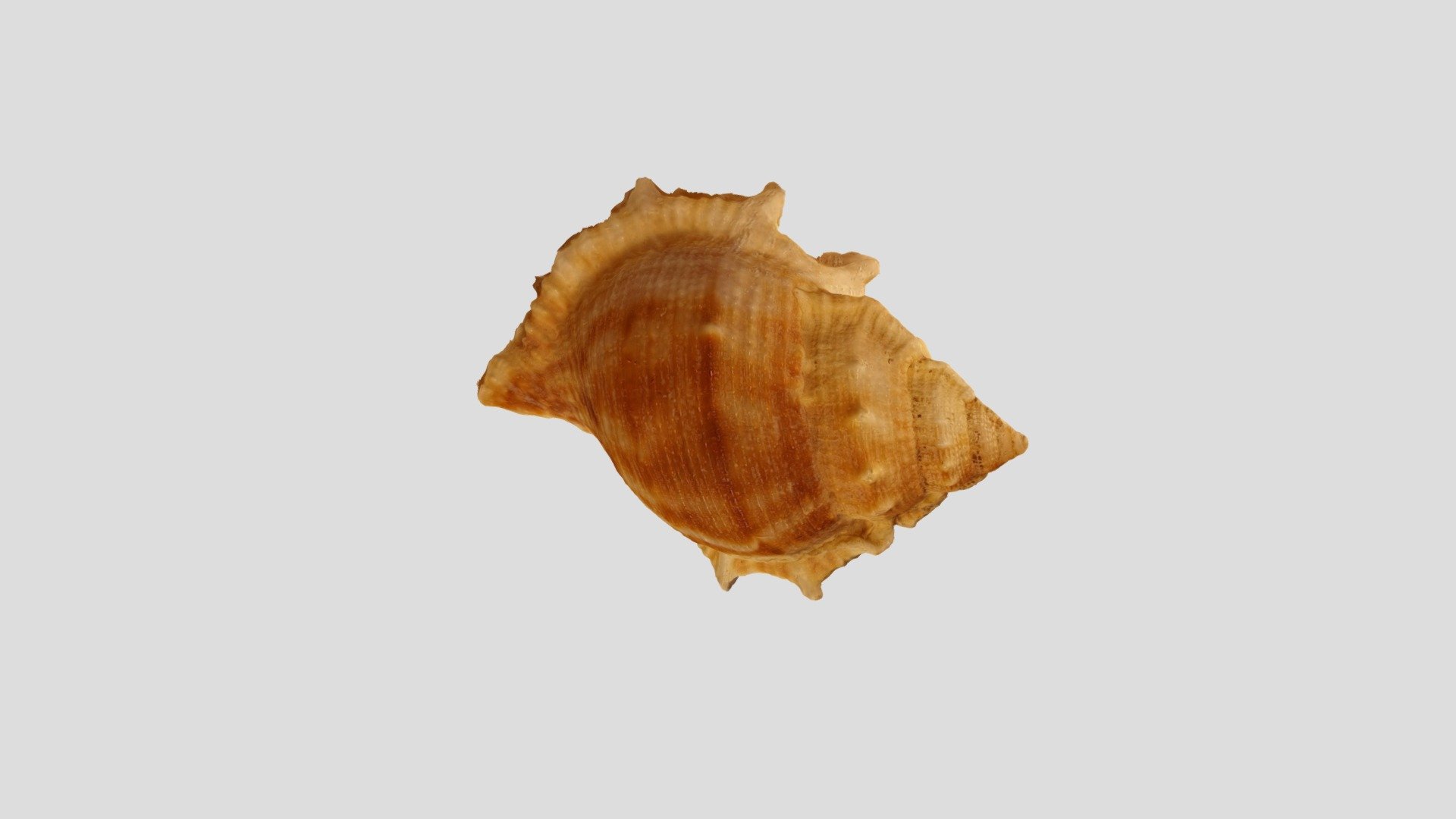 Caracol, final - Download Free 3D model by miliwho [c9c39d9] - Sketchfab