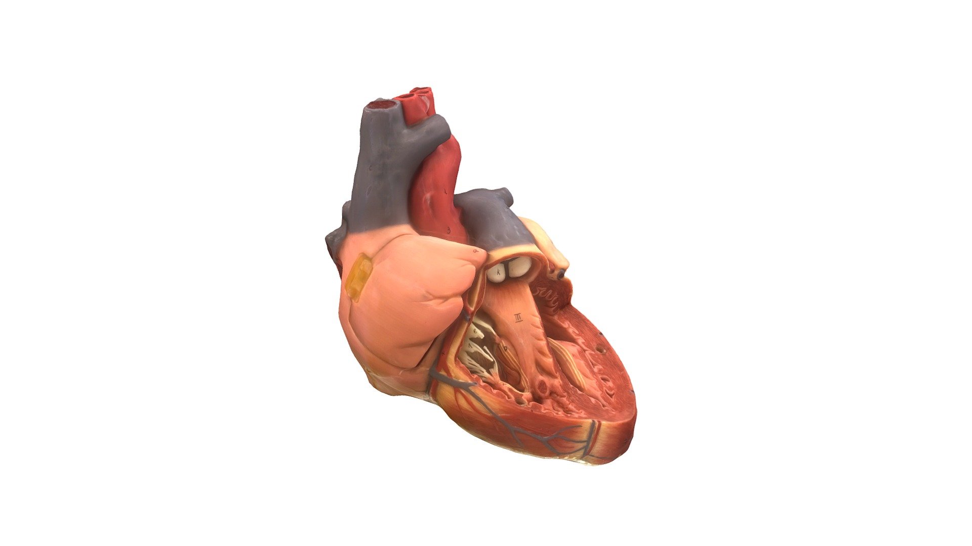 E3 New Heart Open - 3D model by ljt225 [c9d83a7] - Sketchfab
