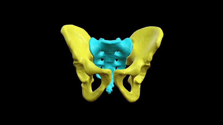 Coccyx 3D models - Sketchfab