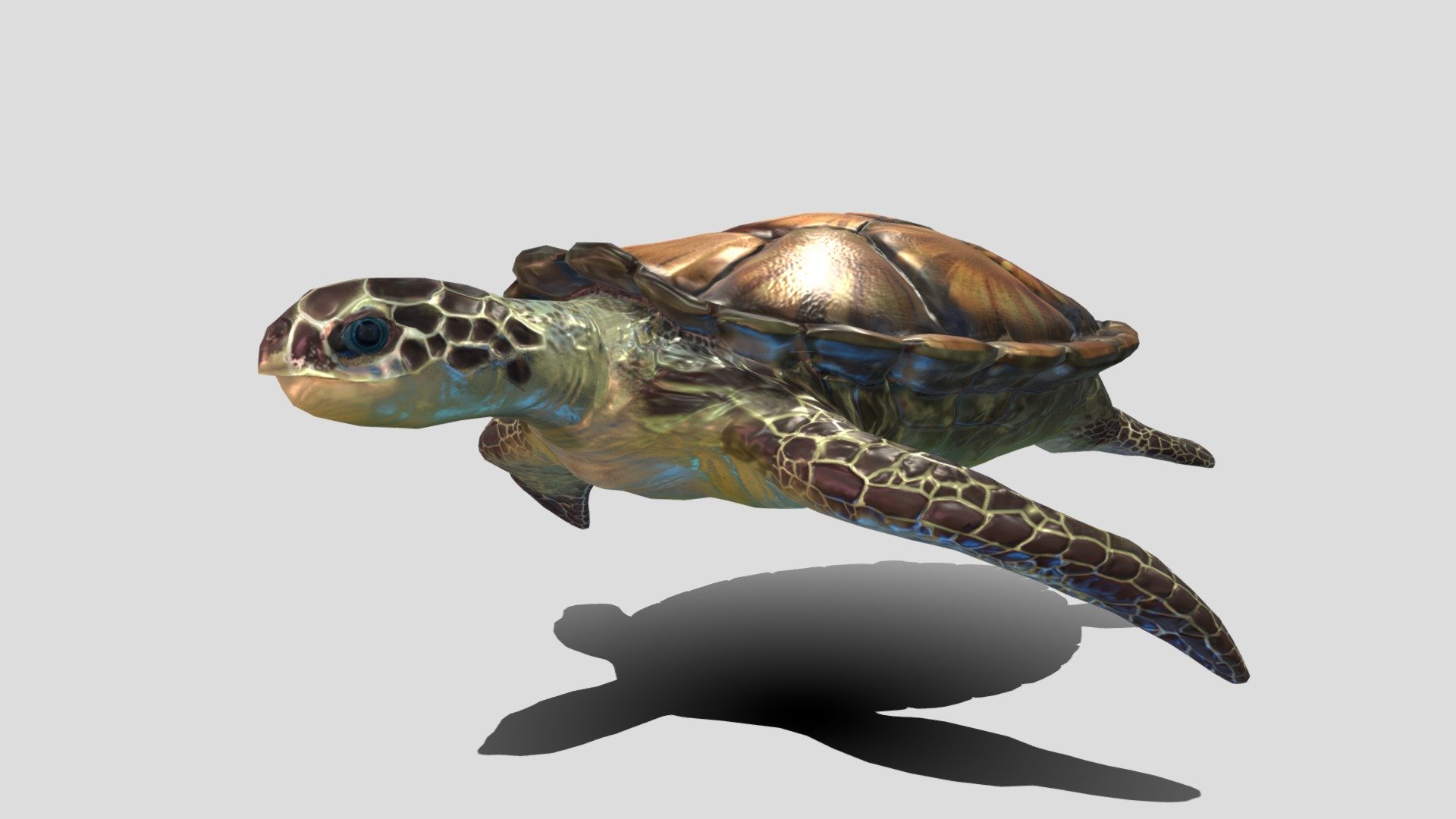 SeaTurtle - 3D model by GoldenZtuff (@dhjwdwd) [c9e1009] - Sketchfab