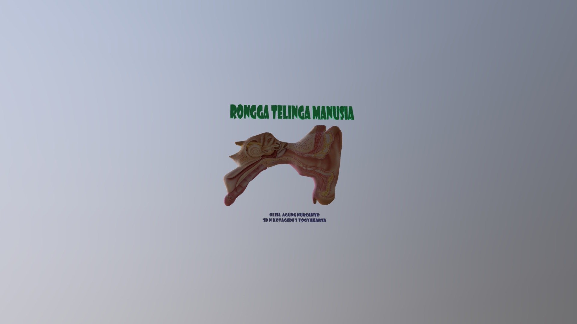 ORGAN TELINGA MANUSIA - 3D model by AgungNurcahyo [c9e2862] - Sketchfab