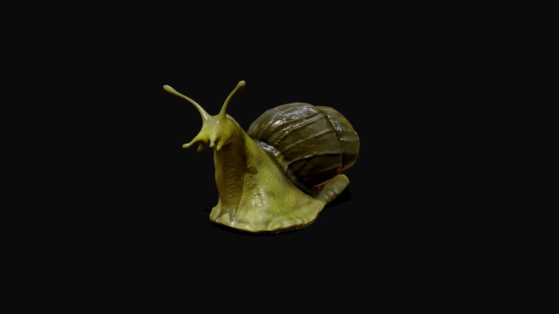 snail - 3D model by apirozkov1988 [c9e2cb2] - Sketchfab