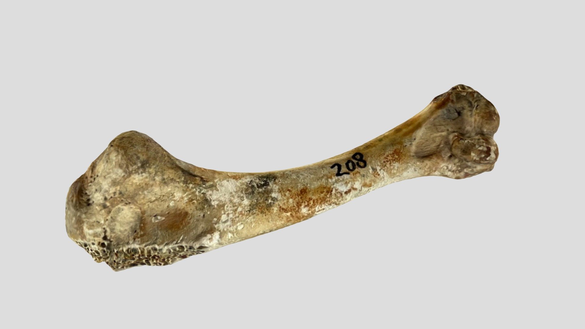 Chicken Humerus EOA:2022:90.1 - Download Free 3D model by Portland ...