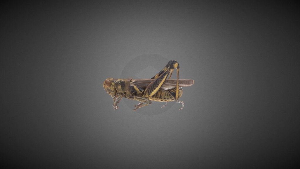 Grasshopper #2 - 3D model by Digital Research Services (@vtechdrs ...