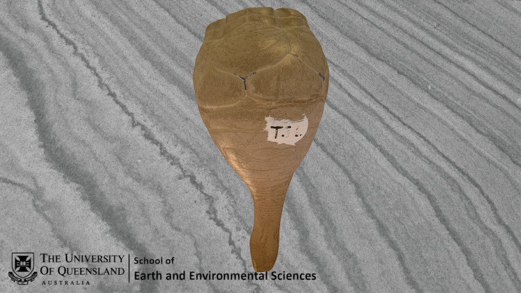 Apiocrinites - 3D model by nate_siddle (@nate_sid) [c9f3a99] - Sketchfab