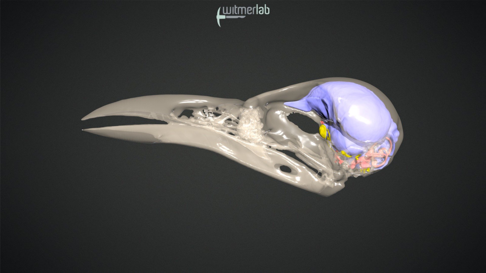 Samoan starling - skull & brain endocast - Download Free 3D model by ...