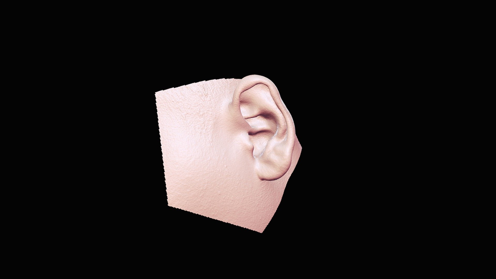 Human Ear - Download Free 3D model by thunk3d.scanner [c9fc30e] - Sketchfab
