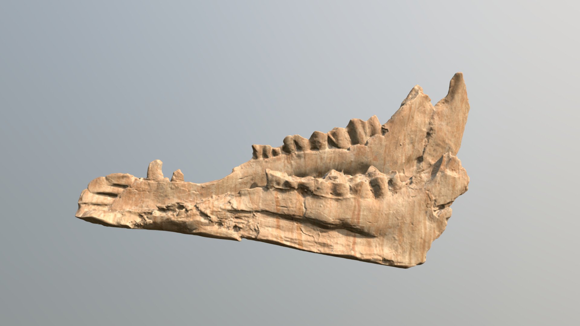 Hemiauchenia Jaw - 3D model by Nebraska Public Media ...