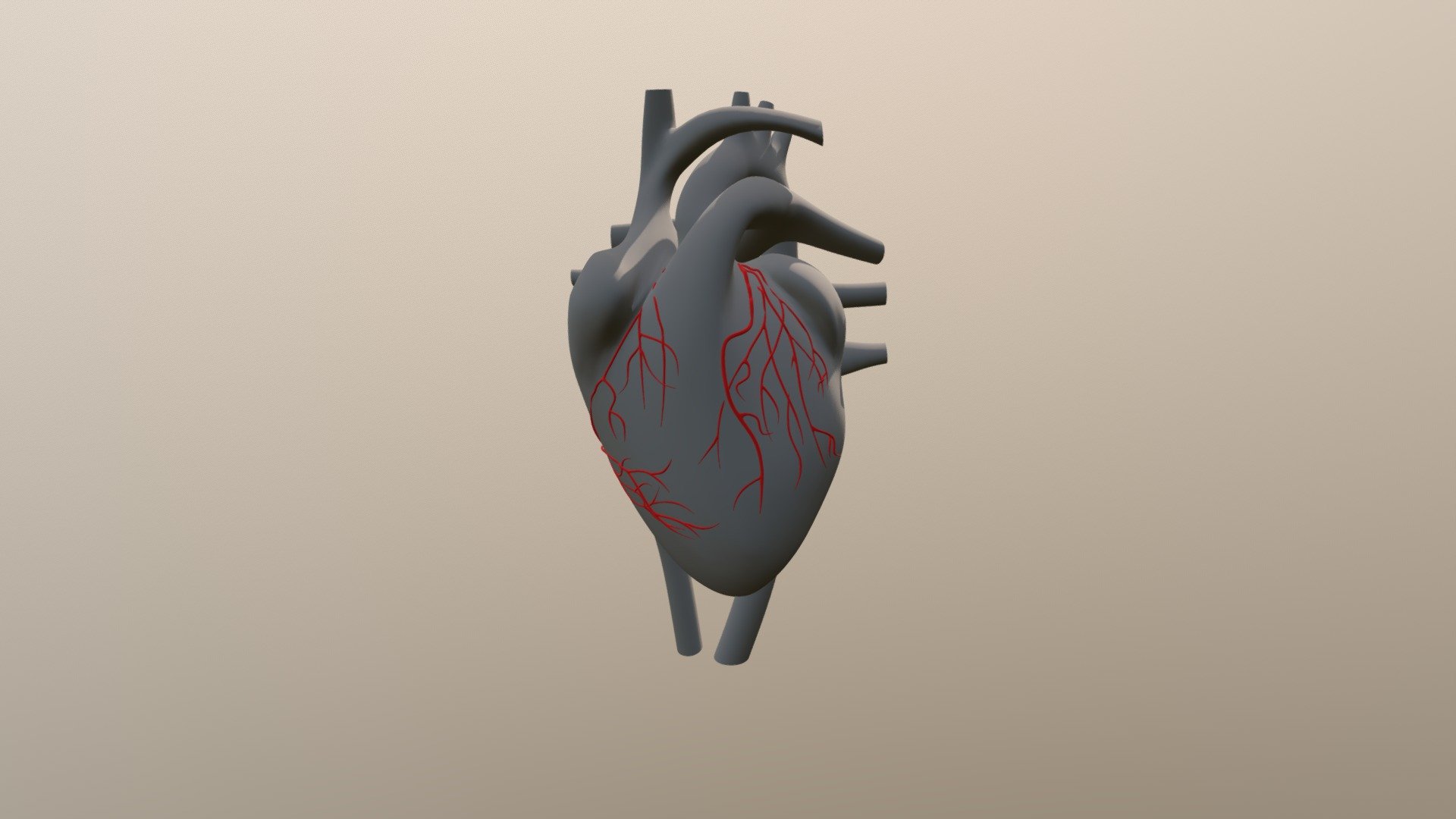 HEART model - 3D model by SimonWawrzak [cLMXdVf] - Sketchfab