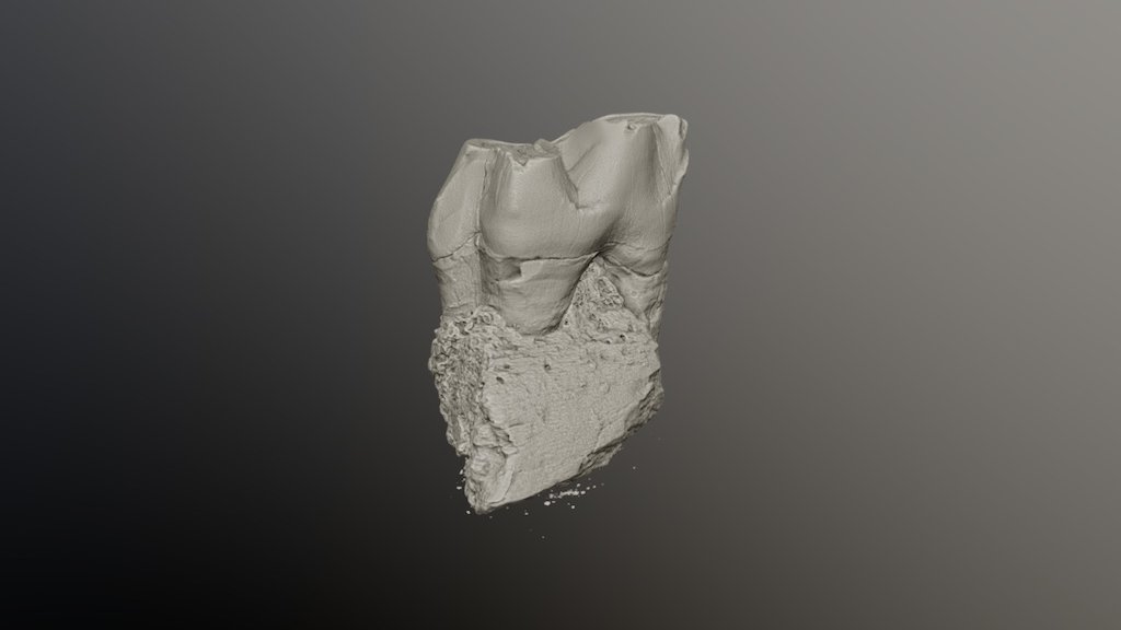 Rhino Tooth - Download Free 3D model by likeonions [ca07498] - Sketchfab