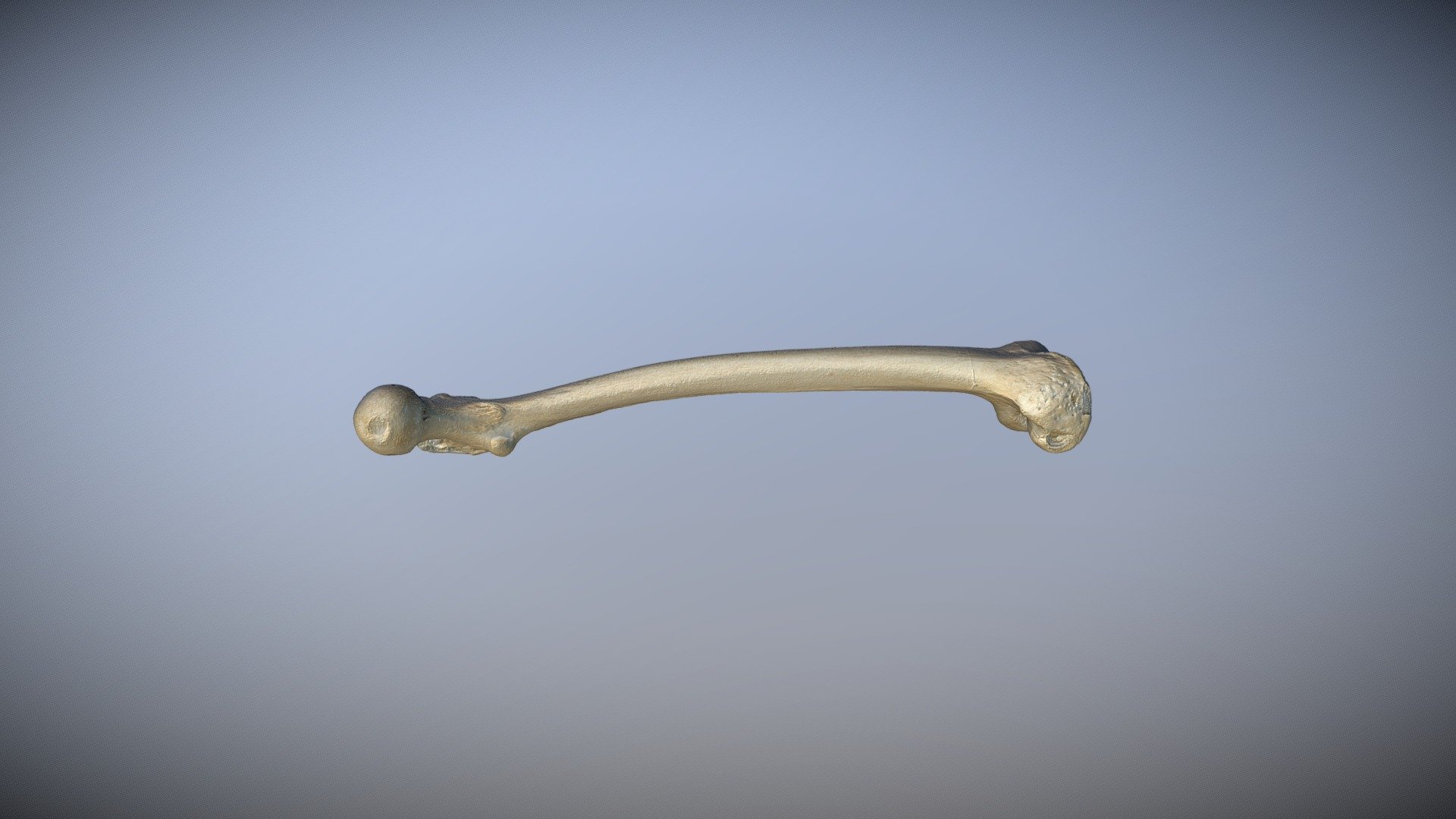 Femur HQ No Texture - 3D model by Hortensia_R [ca09562] - Sketchfab