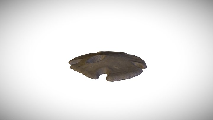 Sand-dollar 3D models - Sketchfab