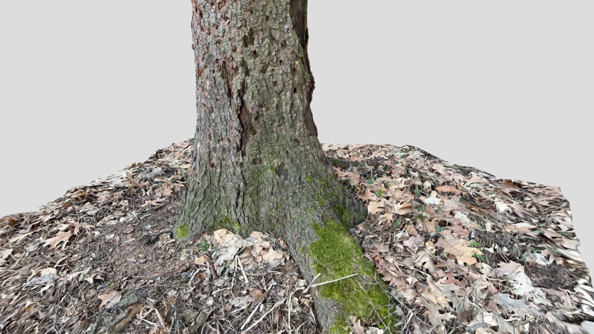 Fir trunk. Spruce trunk - Download Free 3D model by ScanMe [ca151e7 ...
