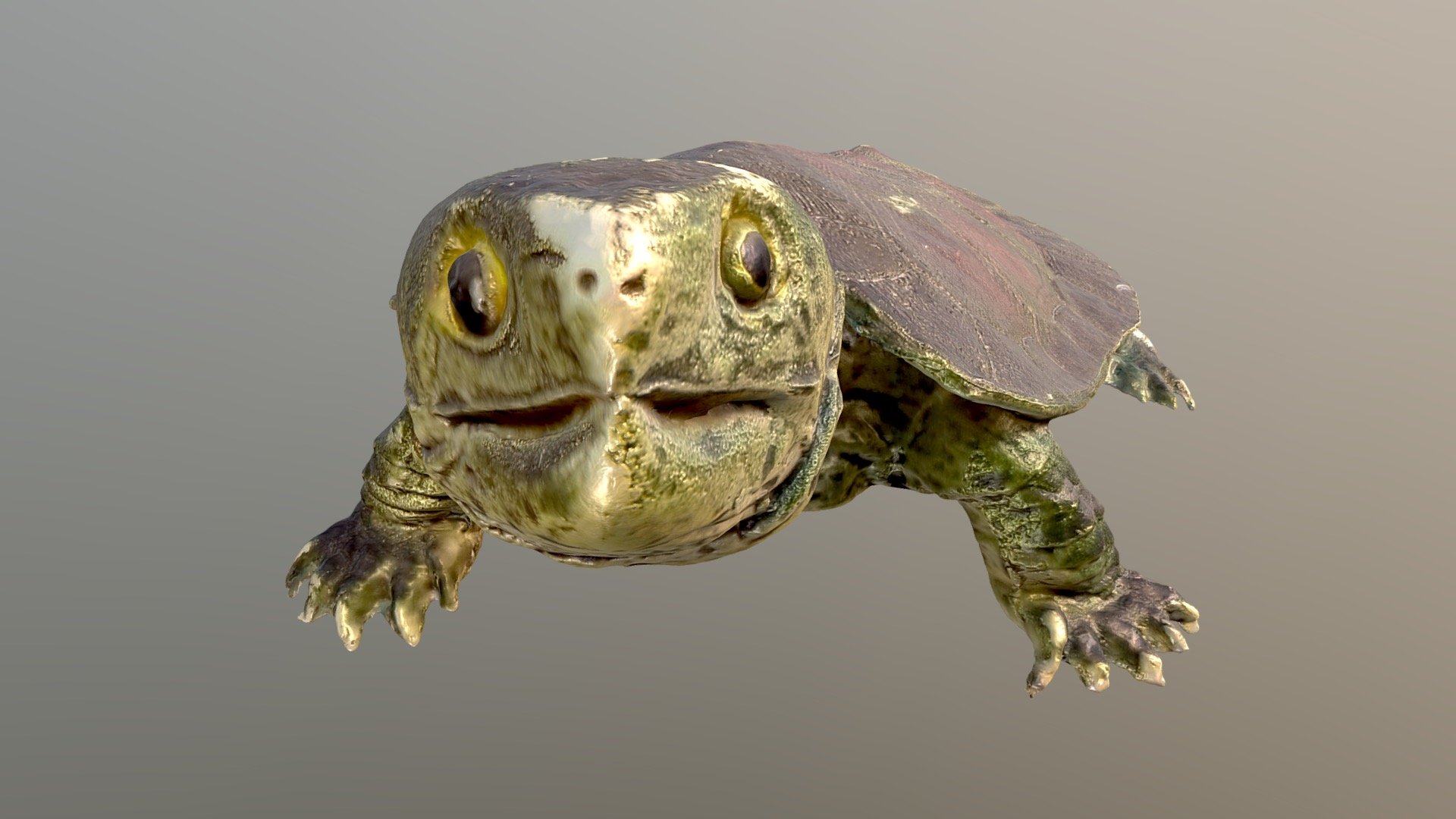 Snapping Turtle - Buy Royalty Free 3D model by MADD Designs (@TDModel ...