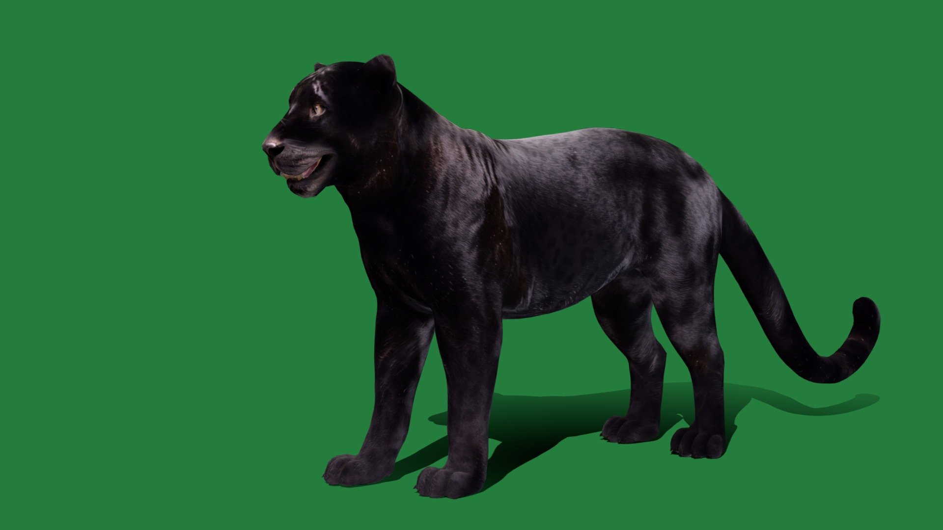 Black Panther Leopard (Game Ready) - Buy Royalty Free 3D model by ...