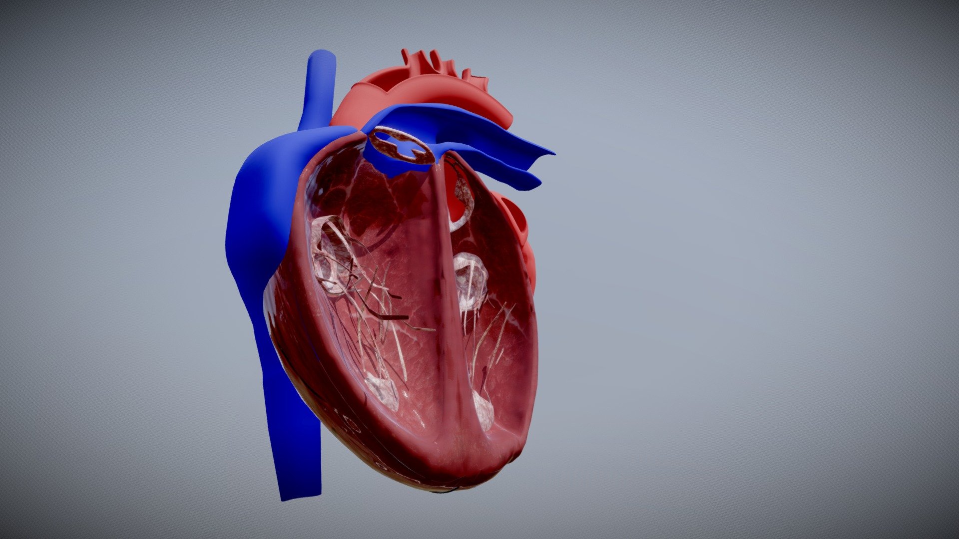 Heart - 3D model by Diving Dove Studios (@divingdove) [ca2217f] - Sketchfab