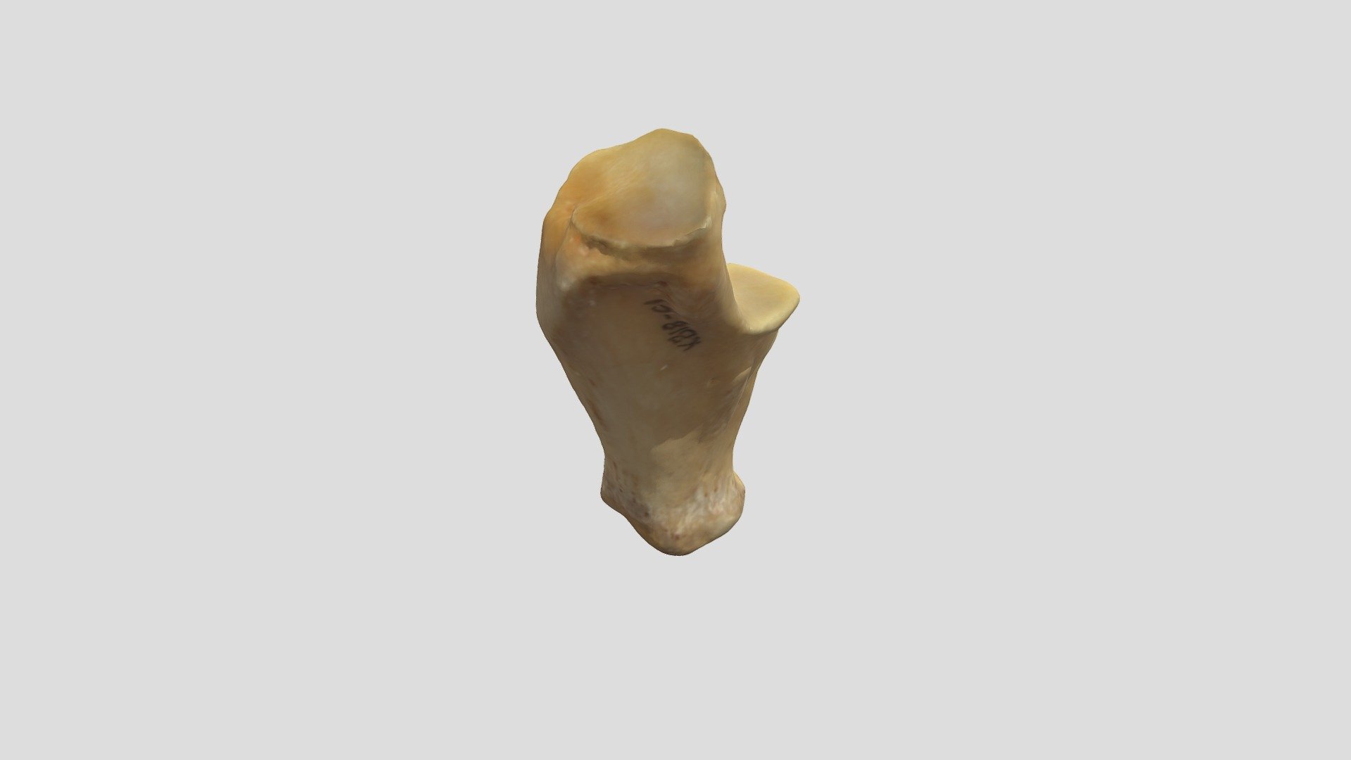 Coyote Left Calcaneus - Download Free 3D model by Wesleyan University ...